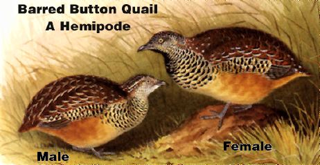 Button Quails